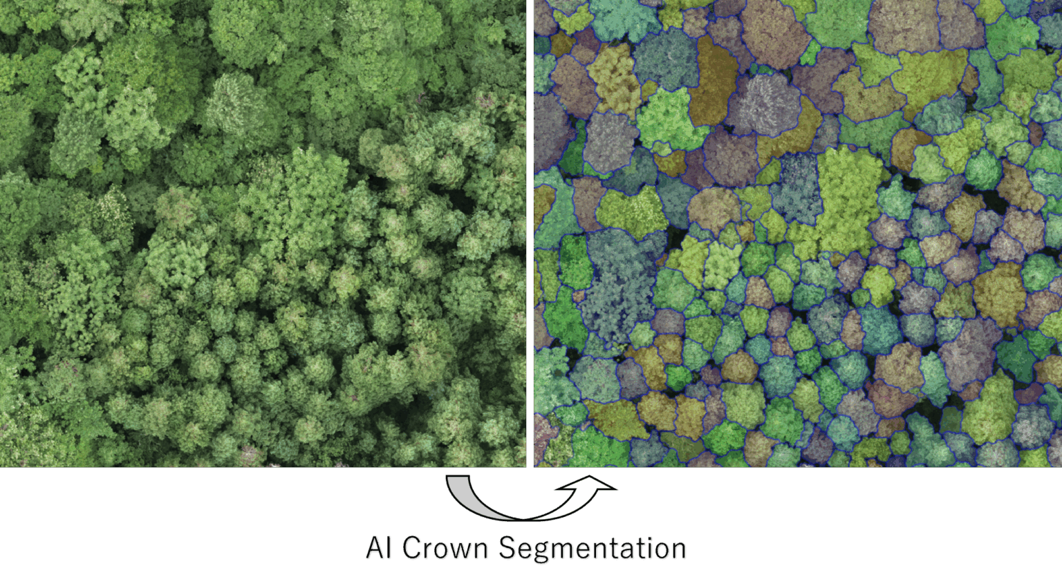 [DF Scanner New Feature] AI-based broadleaf tree crown segmentation function (beta version) now ...