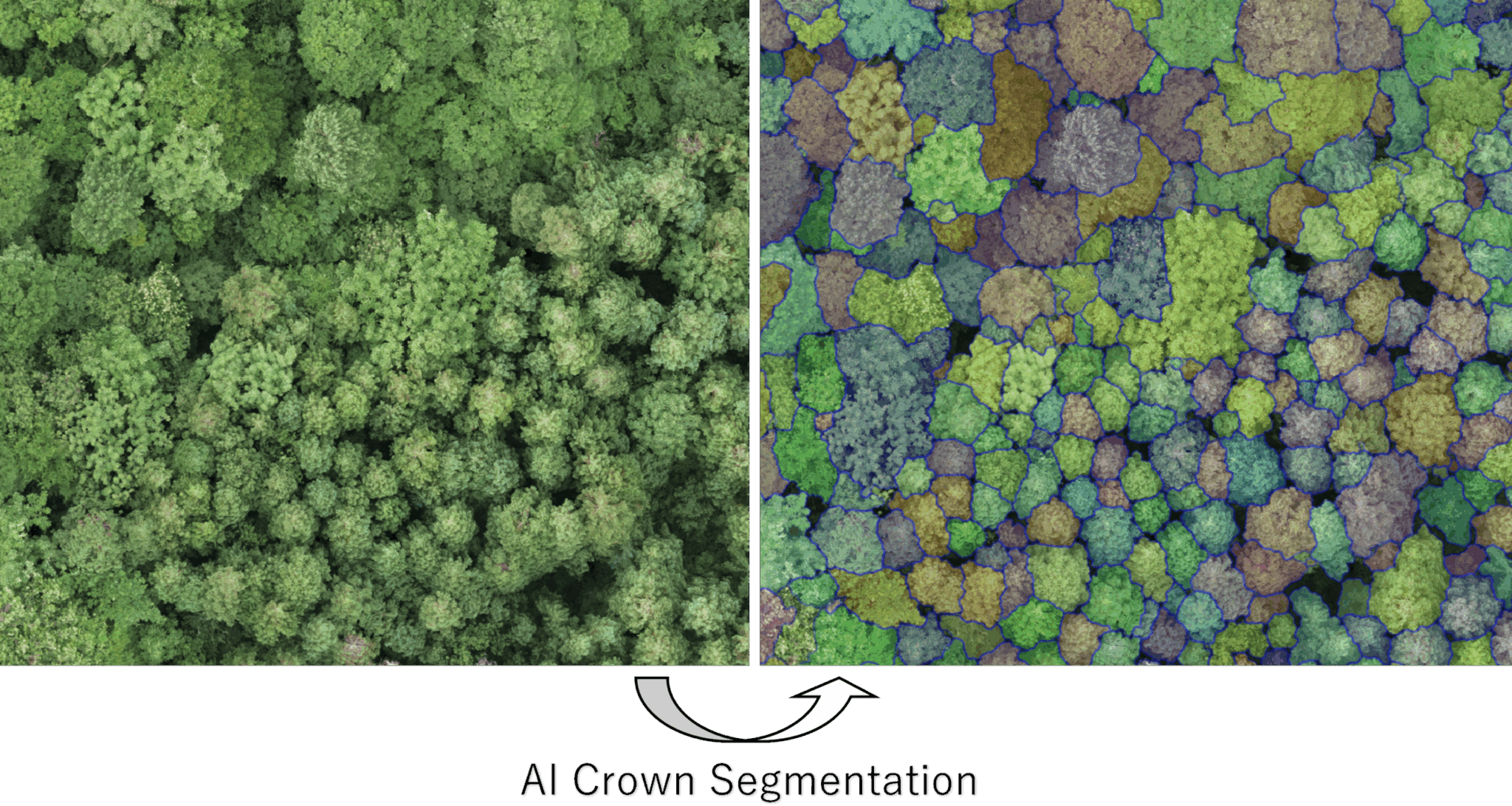 [DF Scanner New Feature] AI-based broadleaf tree crown segmentation ...