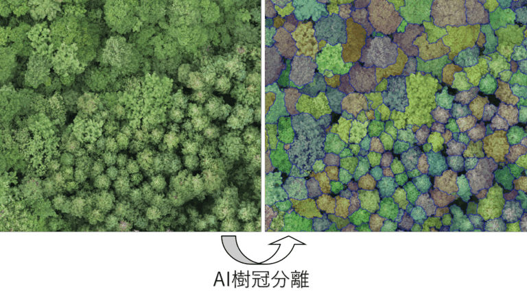 【DF Scanner 新機能】AIによる広葉樹の樹冠分離機能（β版）を提供開始 | DeepForest Technologies